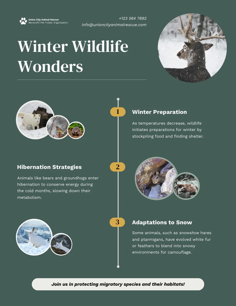 Winter Wildlife Wonders Infographic Template - Venngage