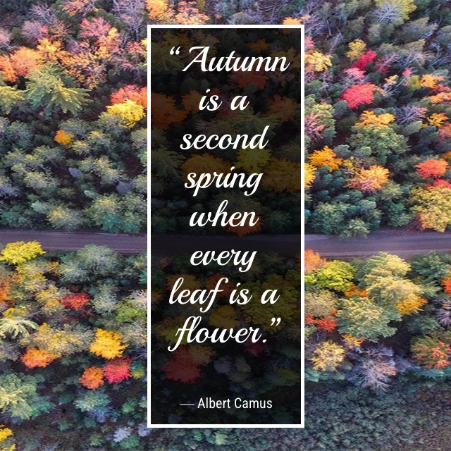 Autumn Flower Quote - Venngage