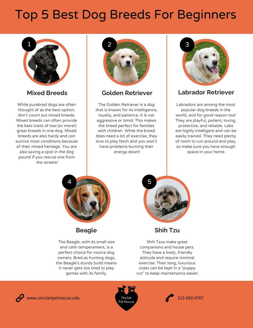 Orange Modern Infographic Template - Venngage