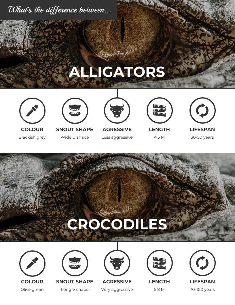 Alligators vs Crocodiles Comparison Infographic Template - Venngage