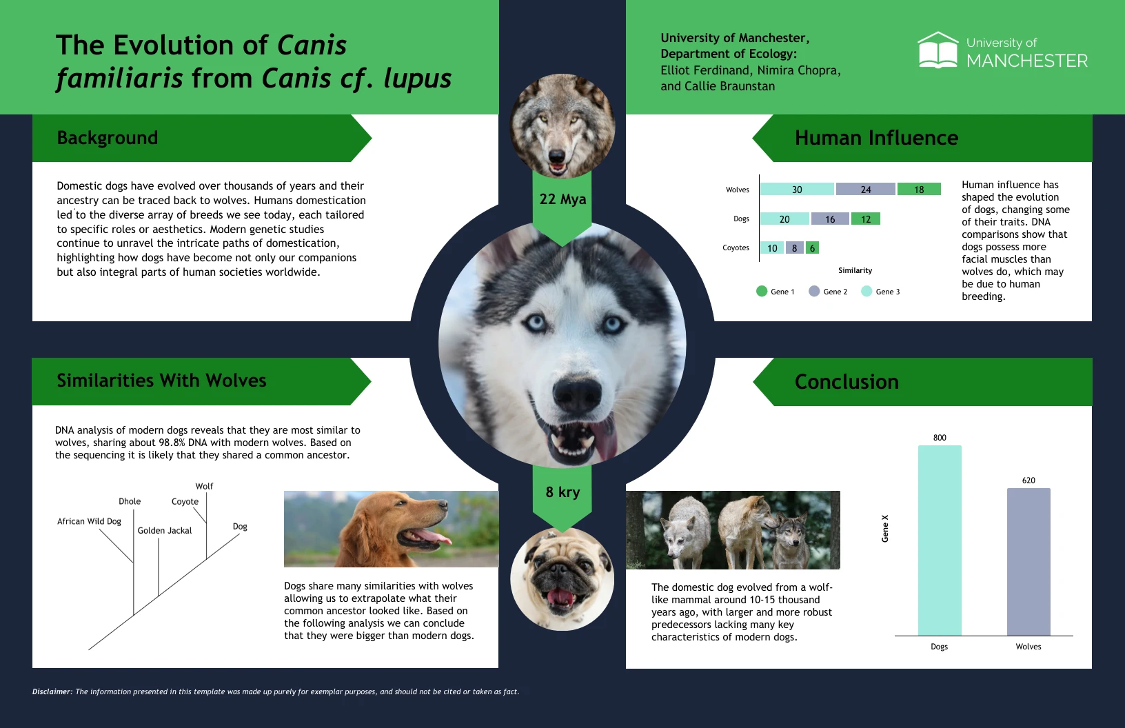 How Wolves Evolved Into Dogs Scientific Poster - Venngage
