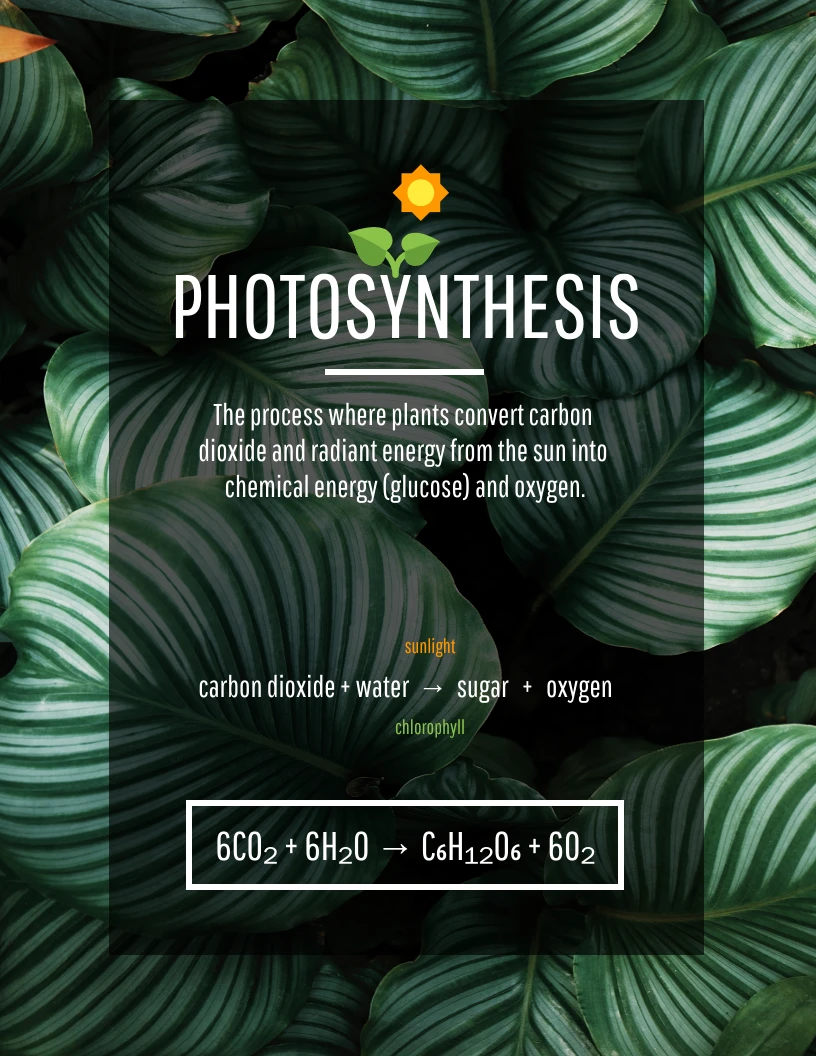 Photosynthesis Poster - Venngage