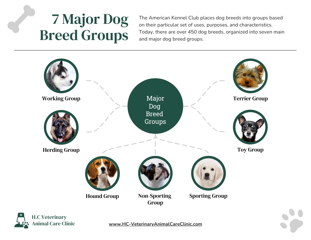 Dog Breed Groups Bubble Map Template - Venngage