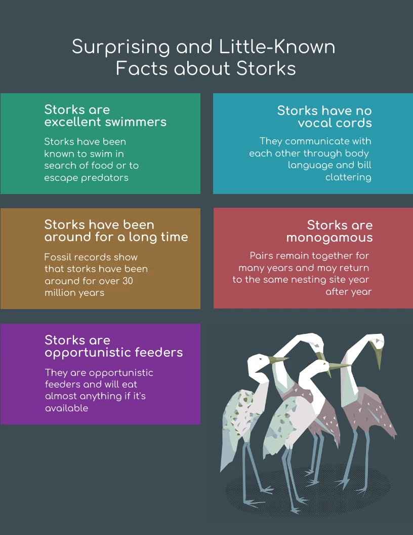 Infographic on Fun Fact About Stork Poster Template - Venngage