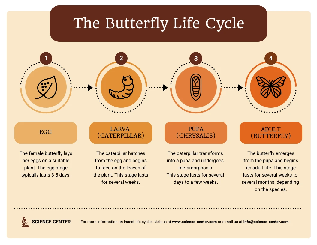 Lifecycle Infographic Template - Venngage
