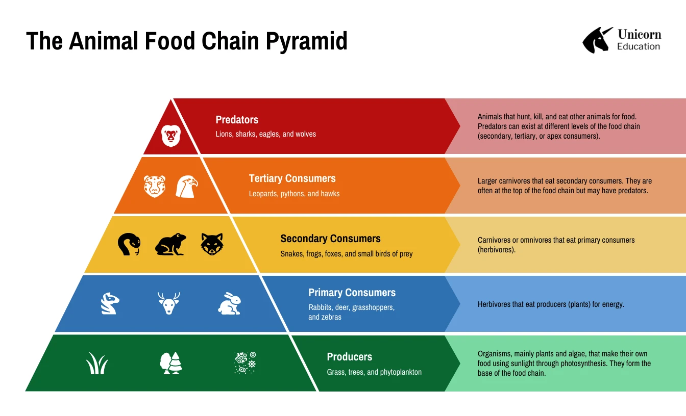 Animal Food Chain Pyramid Infographic Template - Venngage
