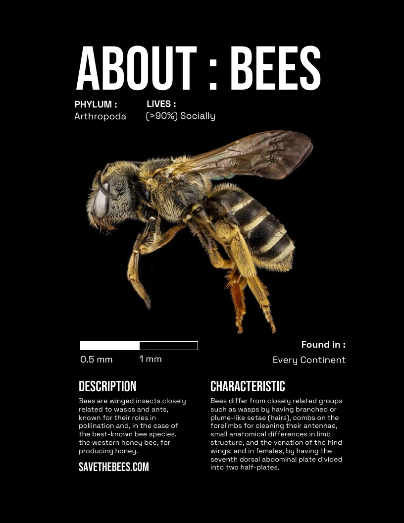 Black Insect Profile Poster - Venngage