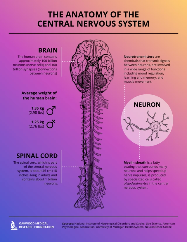 The Anatomy Of The Central Nervous System Infographic Template Venngage